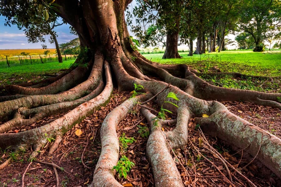 How to Deal With Exposed Tree Roots | Dragonetti Tree Removal