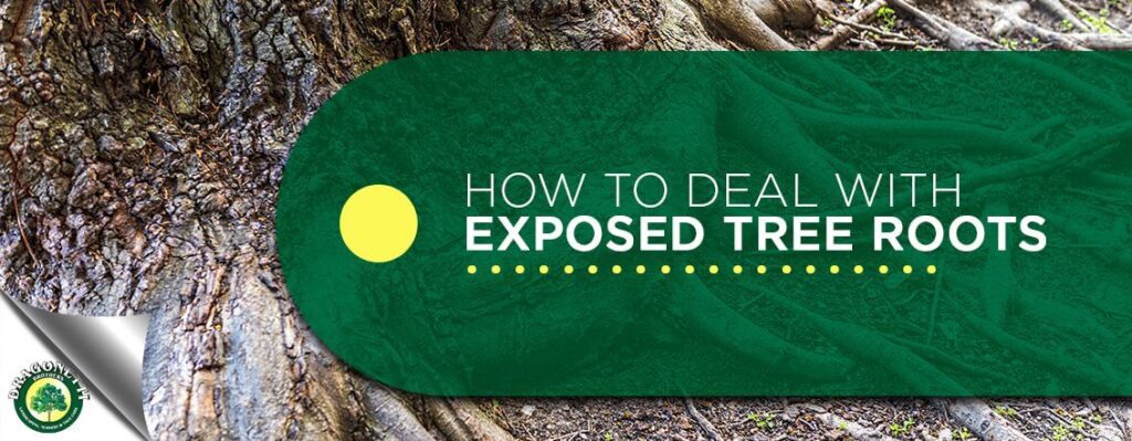How to Deal With Exposed Tree Roots | Dragonetti Tree Removal