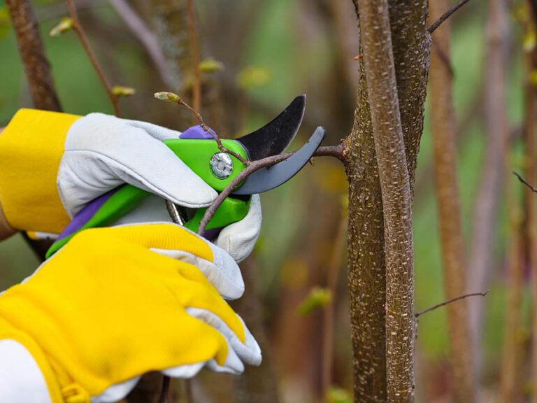 Staten Island Tree Removal Services | Expert Tree Care by Dragonetti