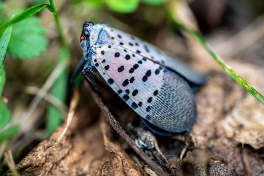 Professional Spotted Lanternfly Control | Dragonetti Tree Removal