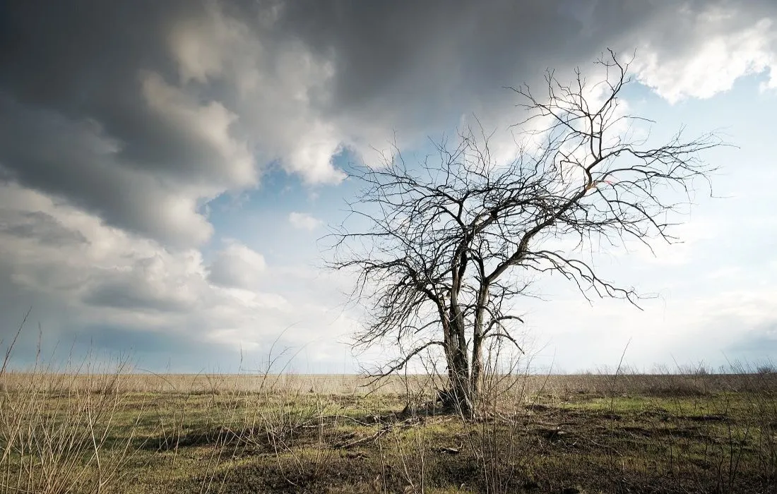 How to Spot Signs of a Dying Tree in Your Yard