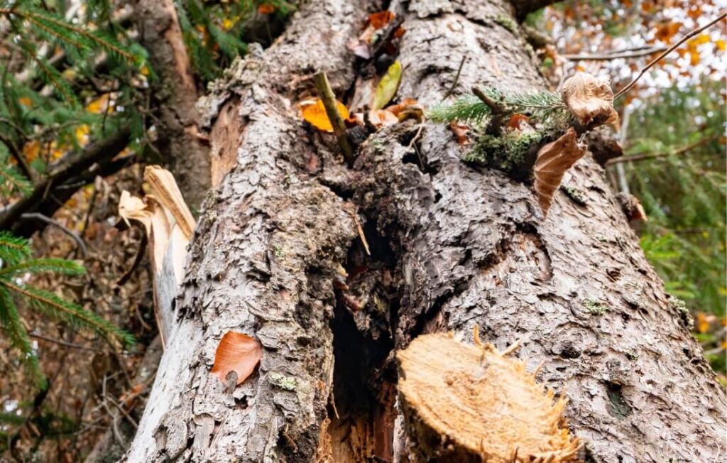 What To Do If Your Tree Breaks In Half | Blog