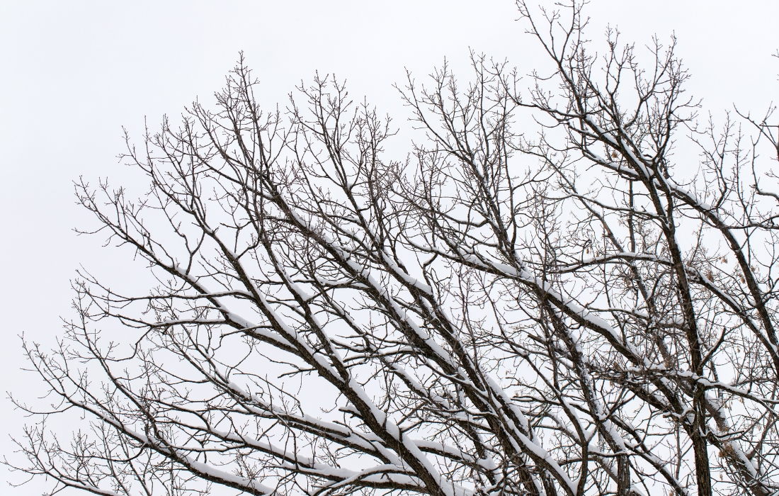 How New Yorkers Can Prevent Winter Wind Damage to Their Trees